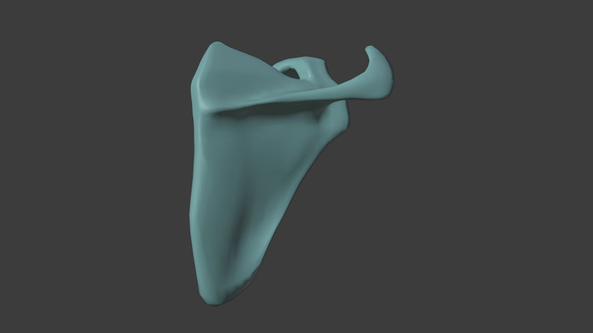 3D Scapula - TurboSquid 1699379