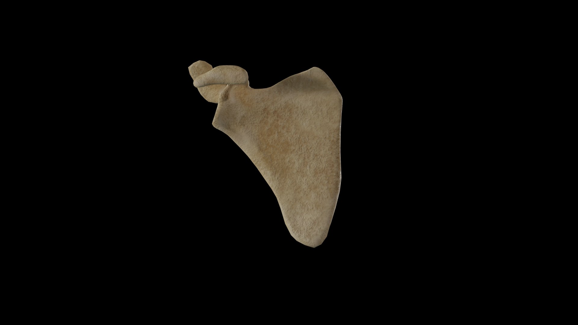3D Scapula - TurboSquid 1699379