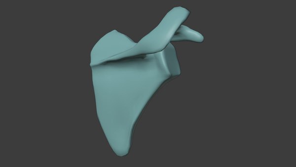 3D scapula - TurboSquid 1699379