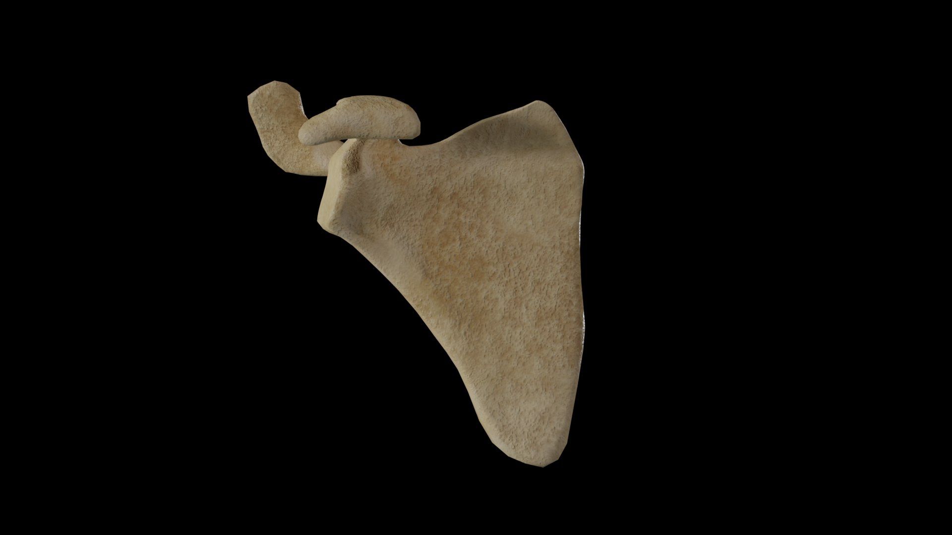 3D Scapula - TurboSquid 1699379