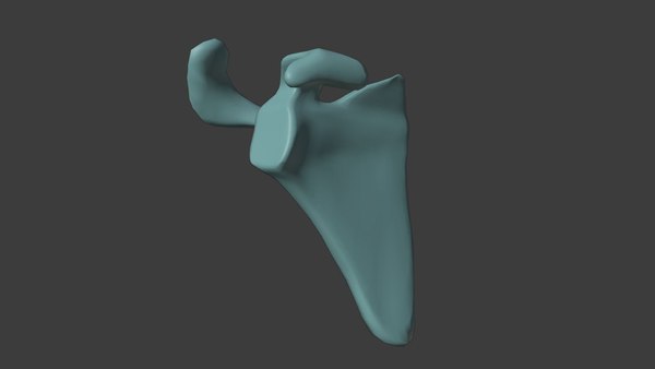 3D scapula - TurboSquid 1699379