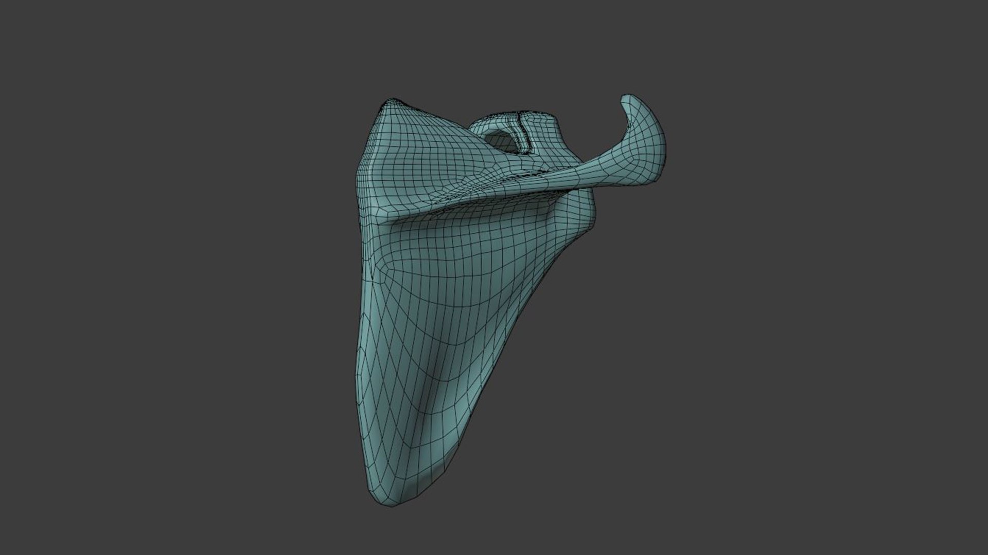 3D Scapula - TurboSquid 1699379