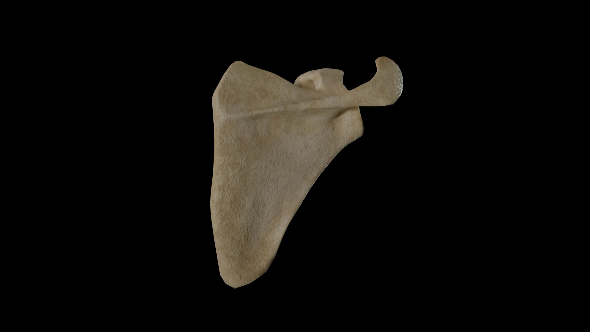 3D Scapula - TurboSquid 1699379