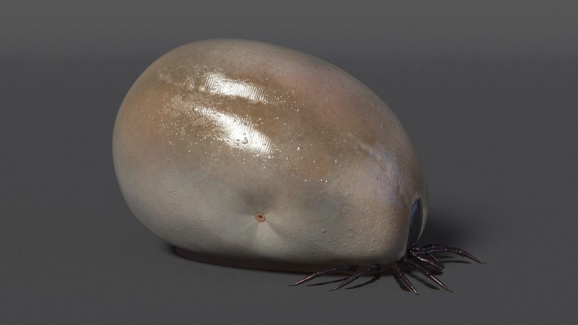 3D Model Distended Tick Rigged For Cinema 4D - TurboSquid 2377661