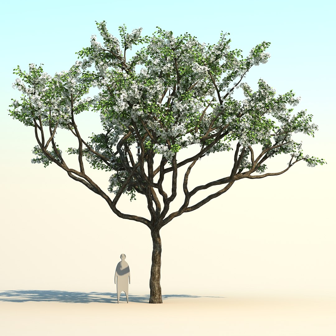 3D evergreen pear model - TurboSquid 1202093