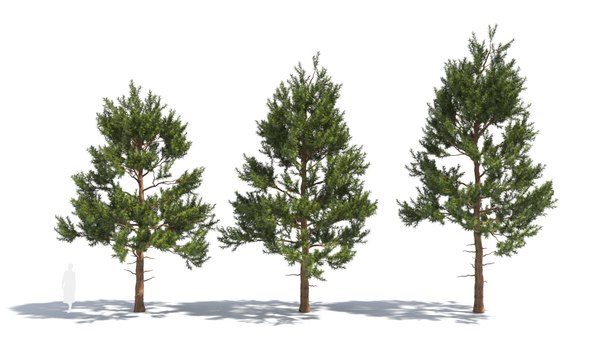 modelo 3d Pinus tree - TurboSquid 2057844