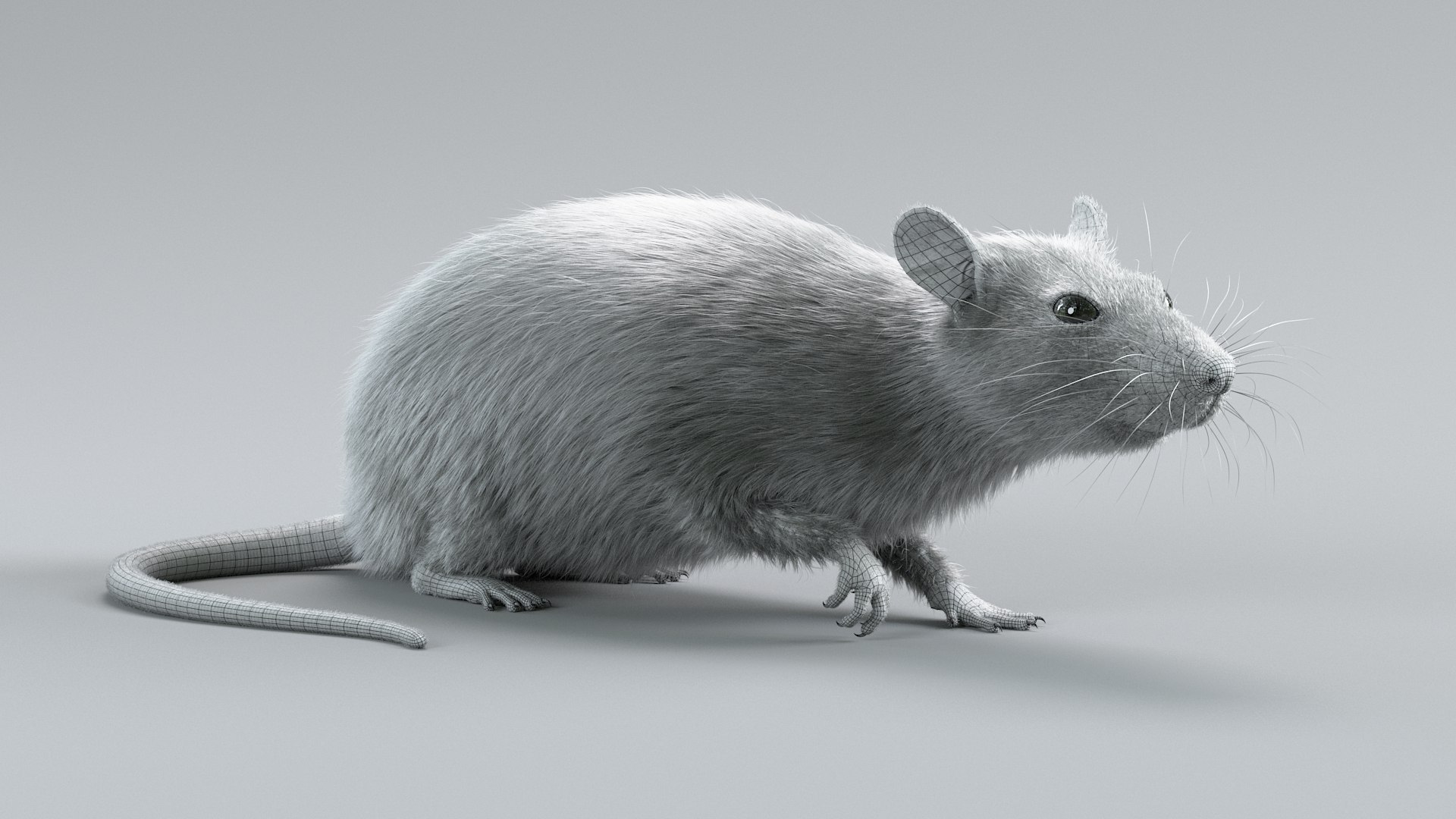 3D Model Decorative Rat Rigged Xgen - TurboSquid 2371987