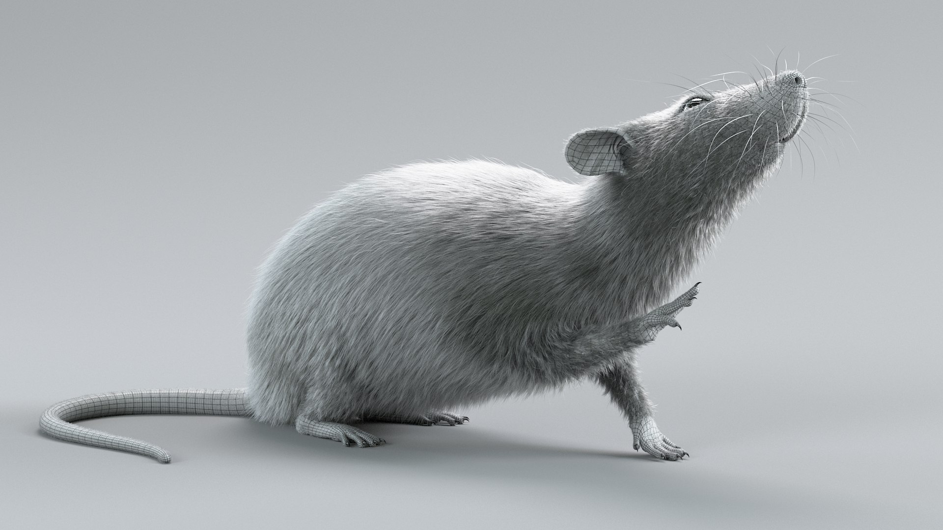 3D Model Decorative Rat Rigged Xgen - TurboSquid 2371987