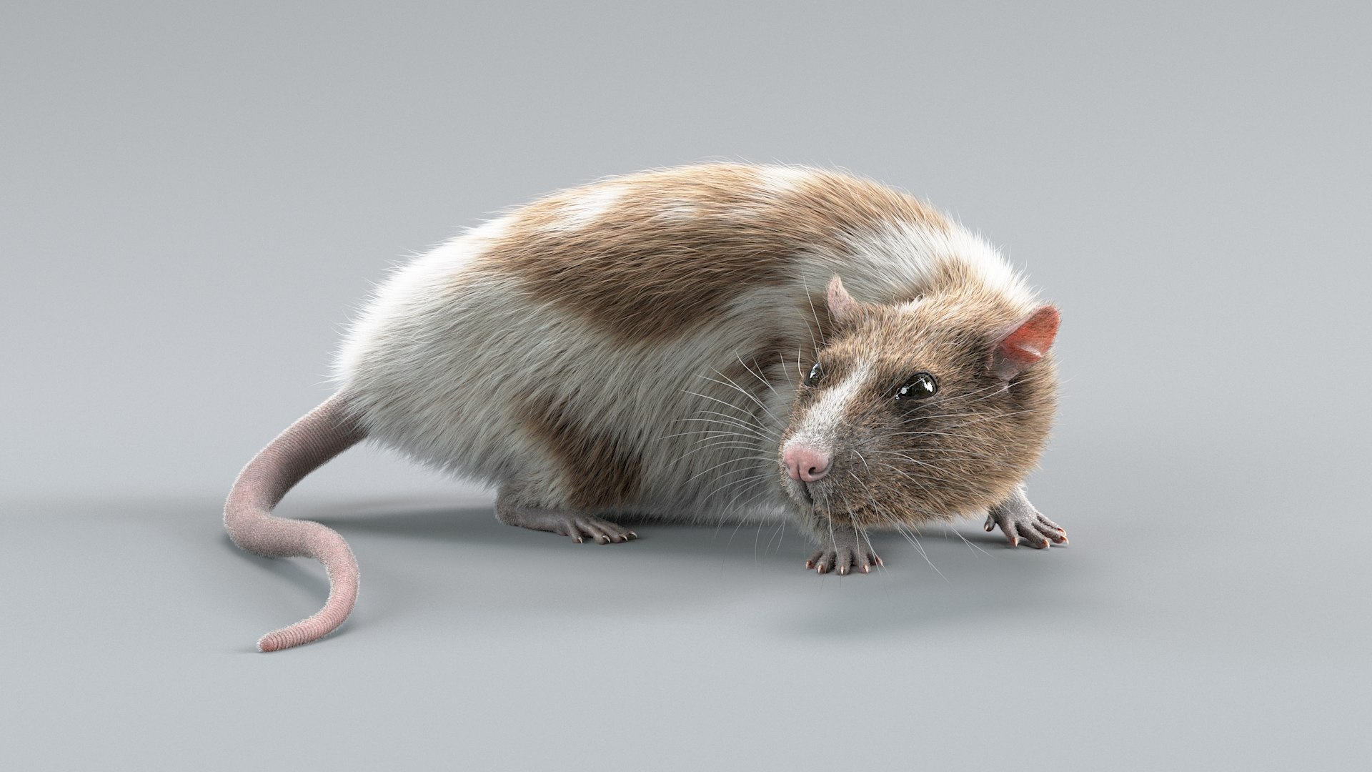 3D Model Decorative Rat Rigged Xgen - TurboSquid 2371987