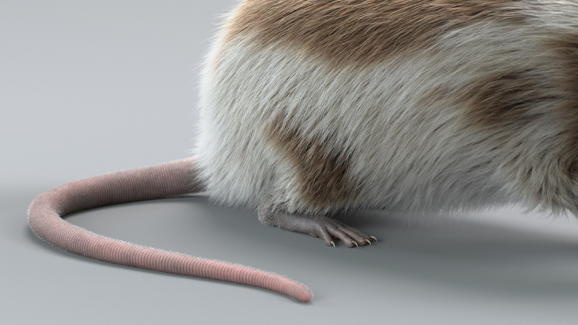 3D Model Decorative Rat Rigged Xgen - TurboSquid 2371987