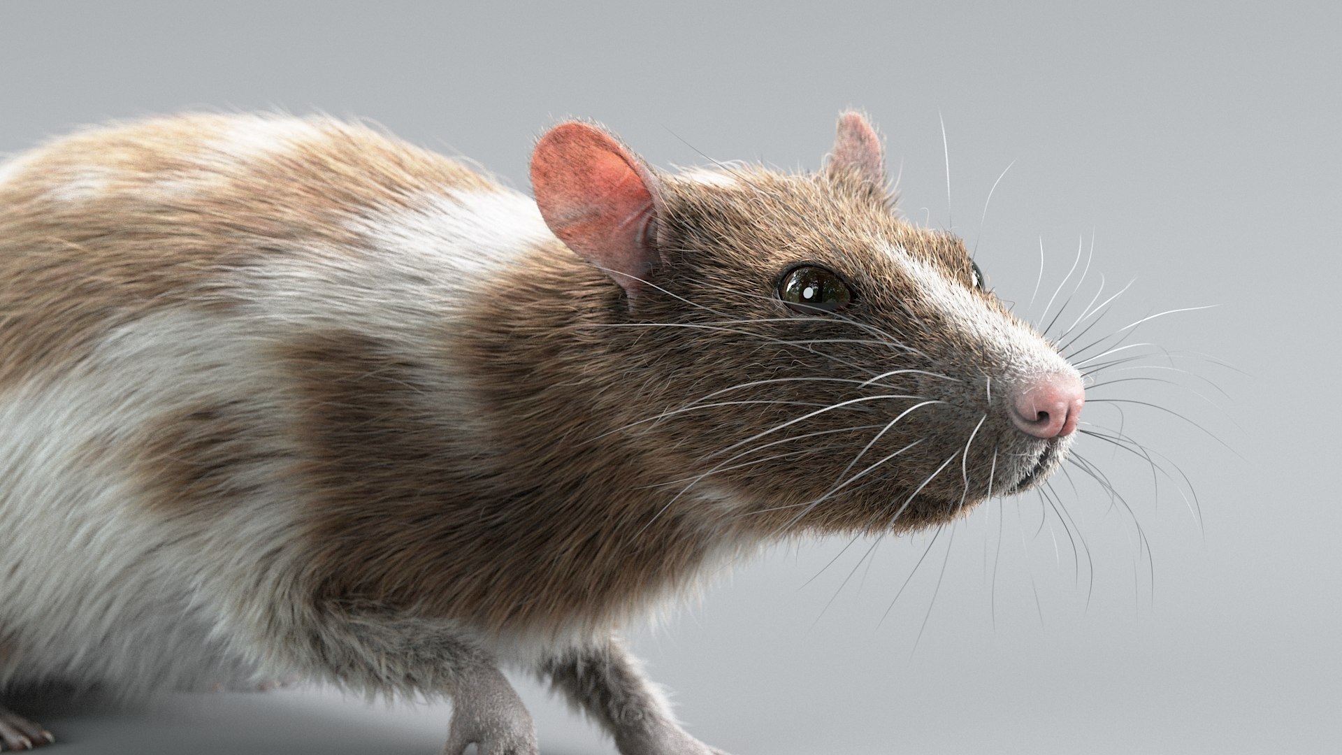 3D Model Decorative Rat Rigged Xgen - TurboSquid 2371987