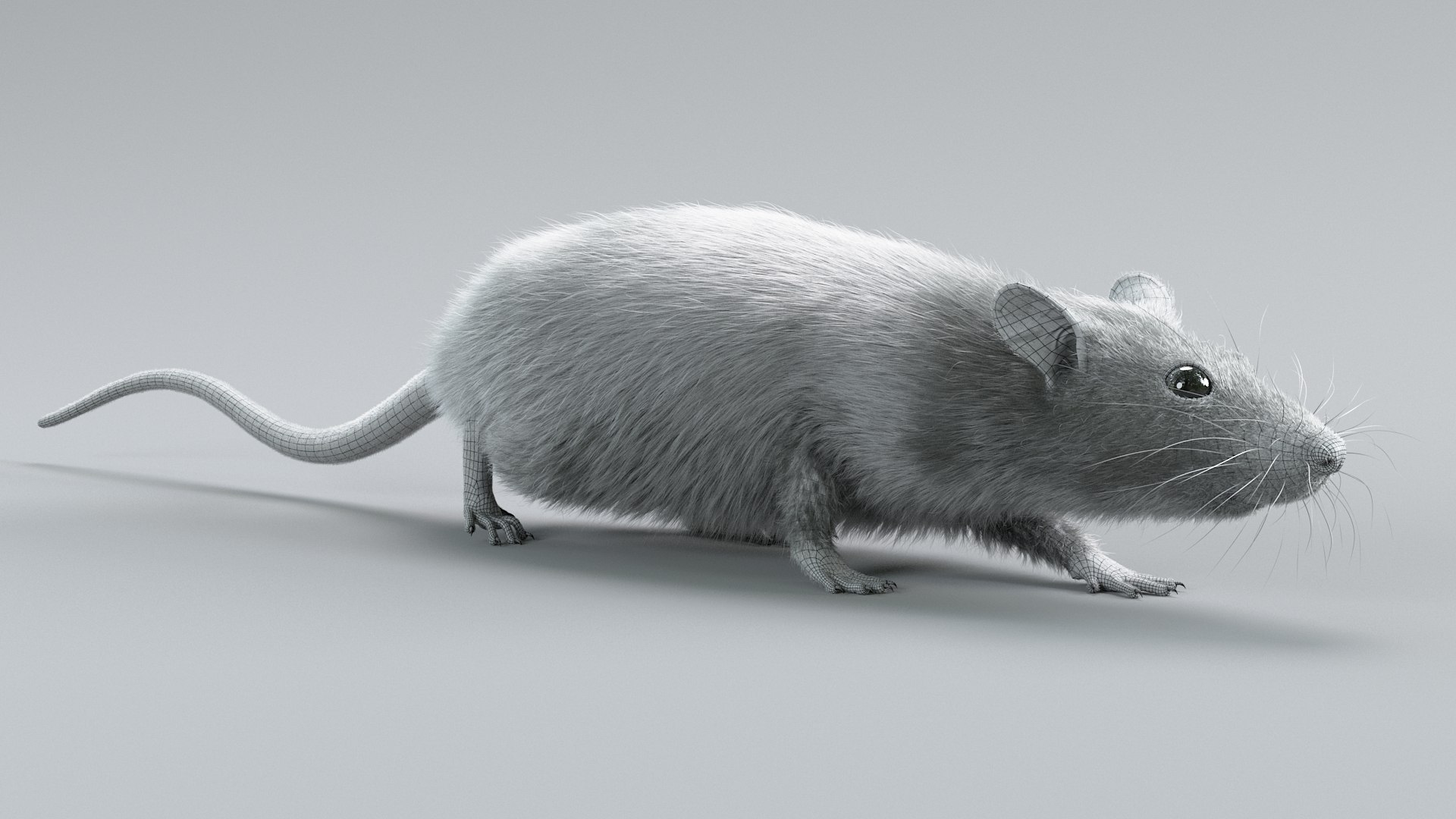 3D Model Decorative Rat Rigged Xgen - TurboSquid 2371987
