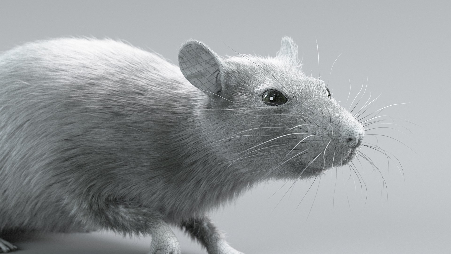 3D Model Decorative Rat Rigged Xgen - TurboSquid 2371987