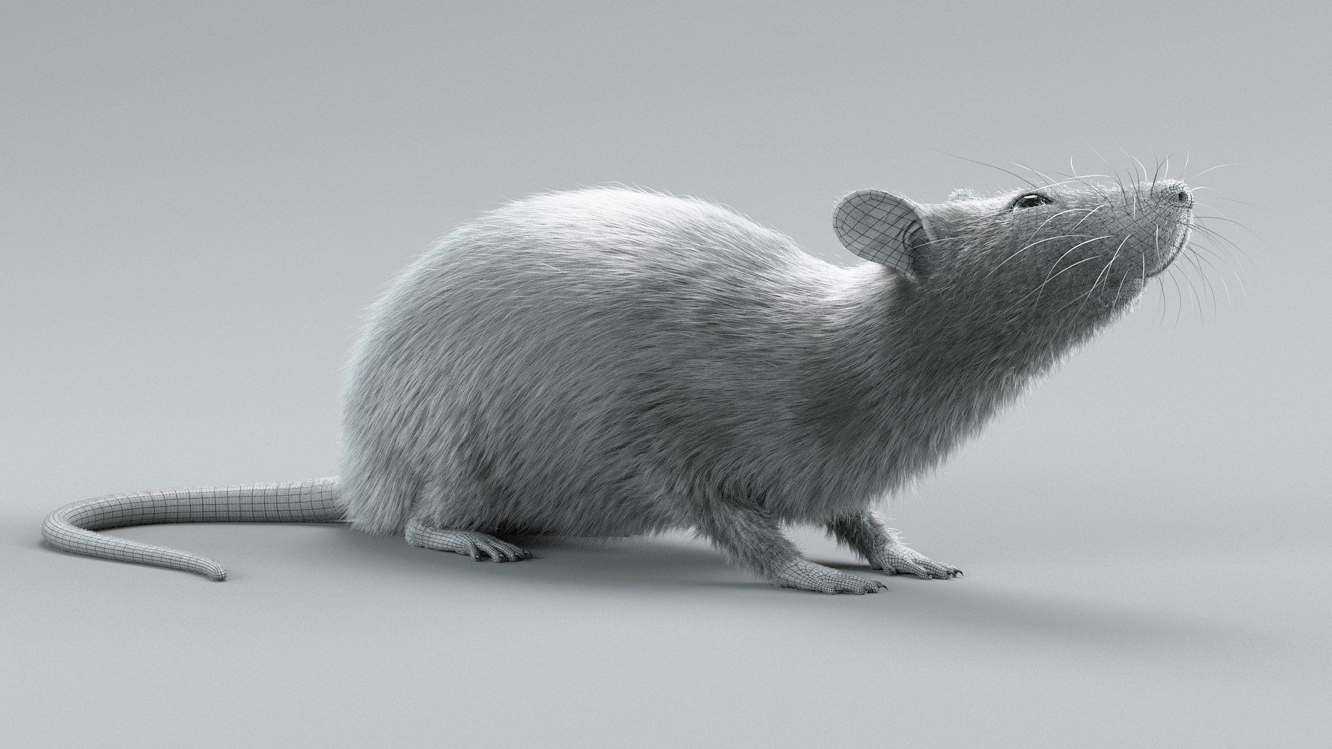 3D Model Decorative Rat Rigged Xgen - TurboSquid 2371987