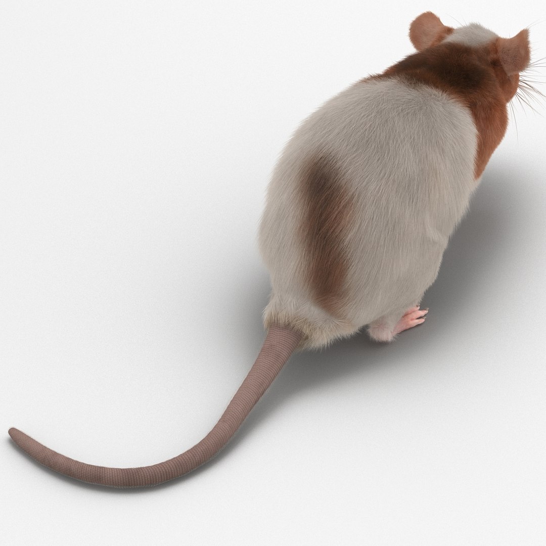 max rat 3 pose 4