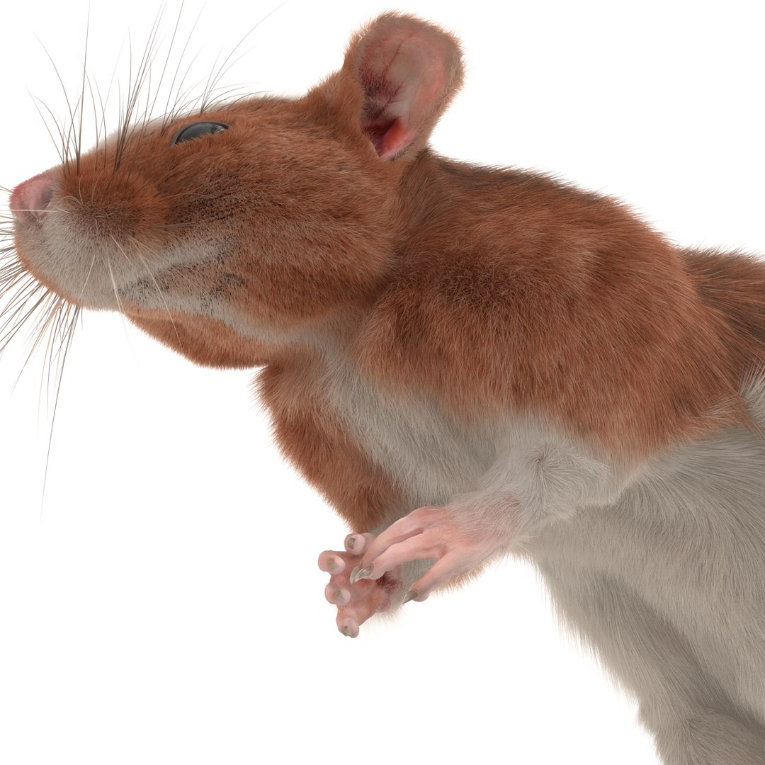 max rat 3 pose 4