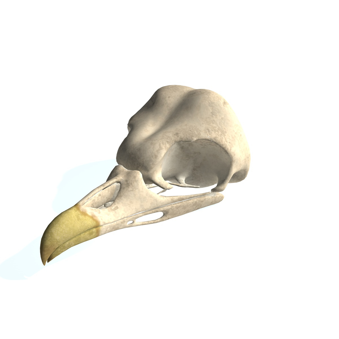 Barn Owl Skull 3d Obj