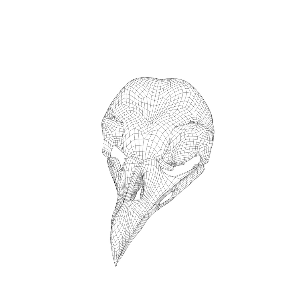 Barn Owl Skull 3d Obj