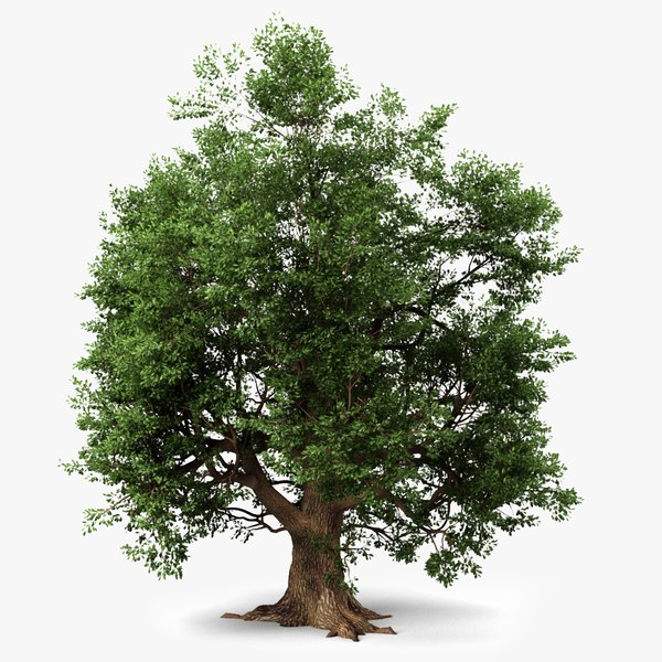 3D model oak tree - TurboSquid 1425684