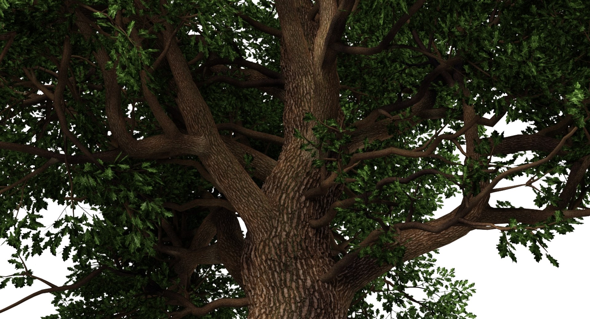 3D model oak tree - TurboSquid 1425684
