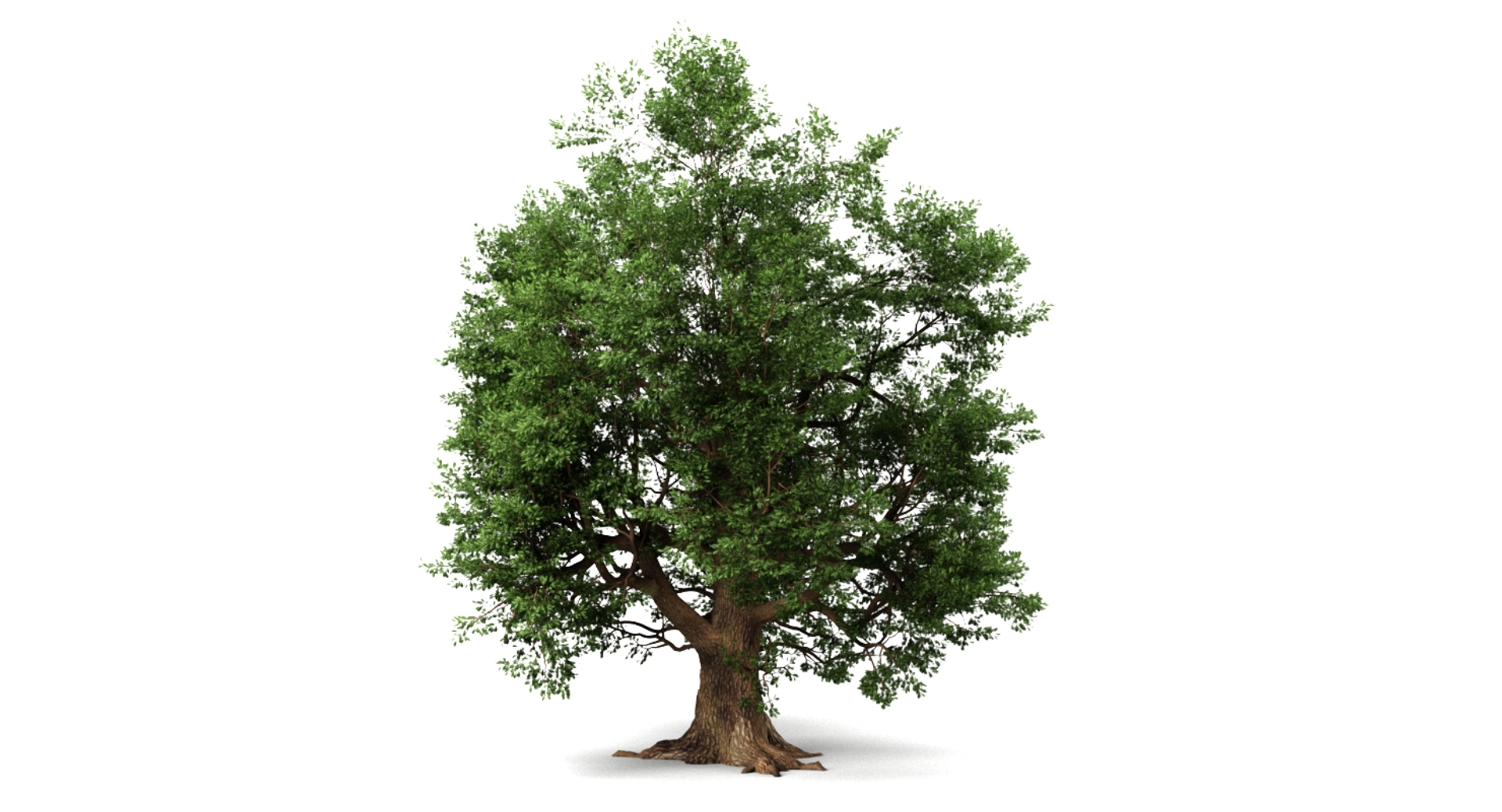 3D model oak tree - TurboSquid 1425684