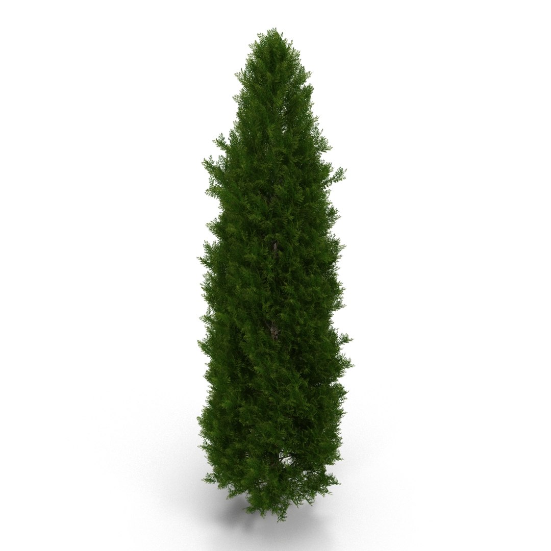 3d Cypress Tree