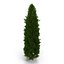 3d Cypress Tree
