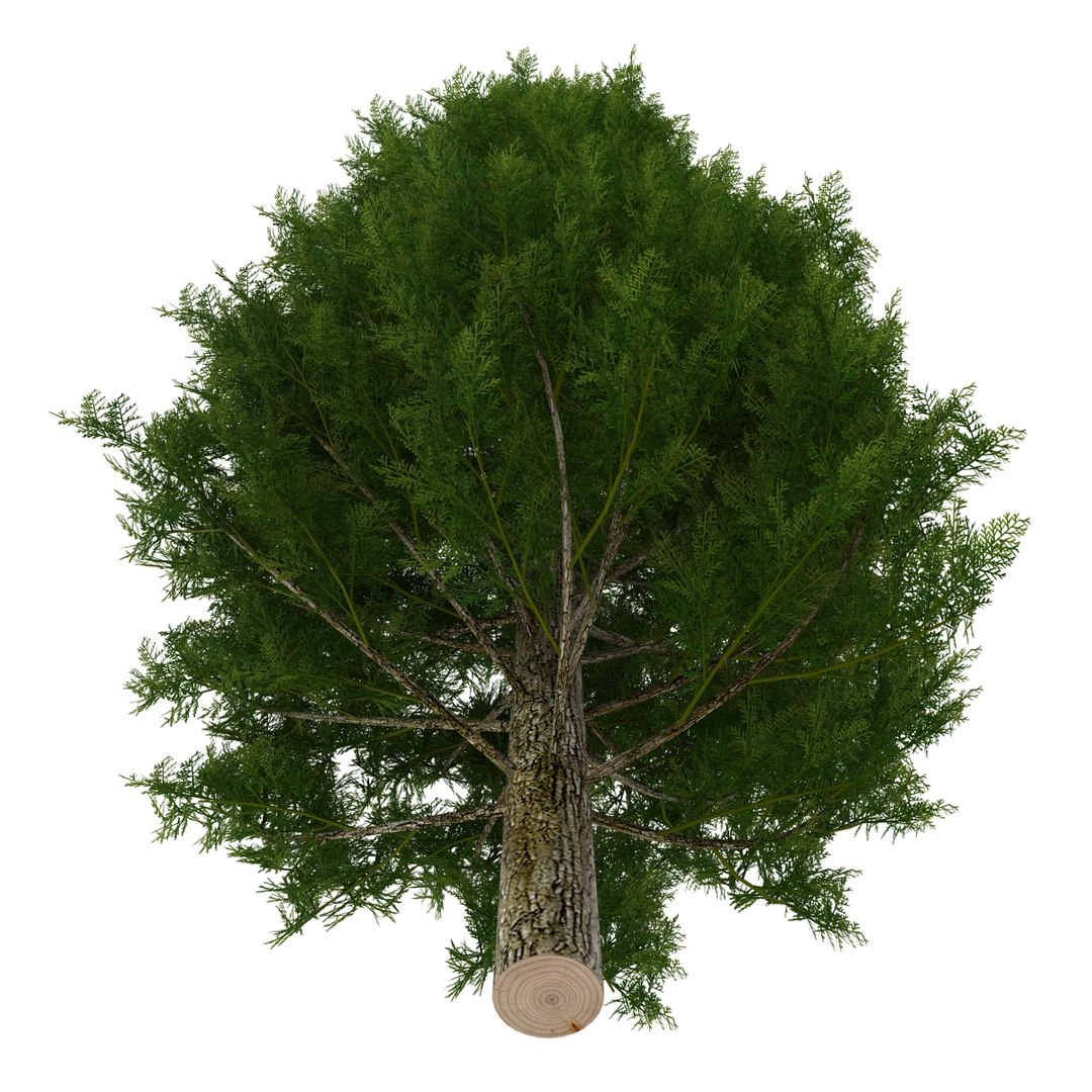 3d Cypress Tree
