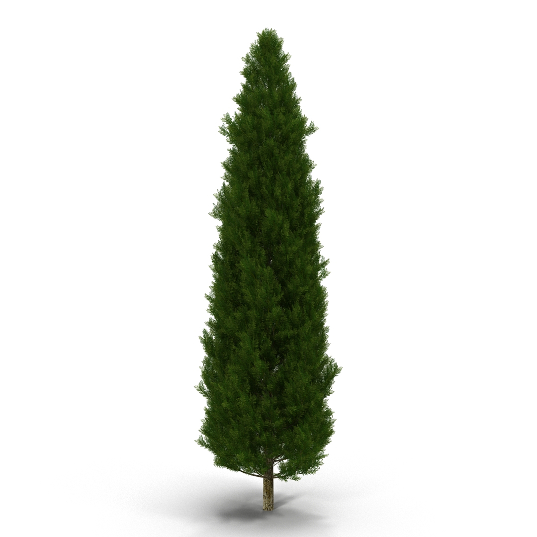 3d cypress tree