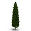 3d Cypress Tree
