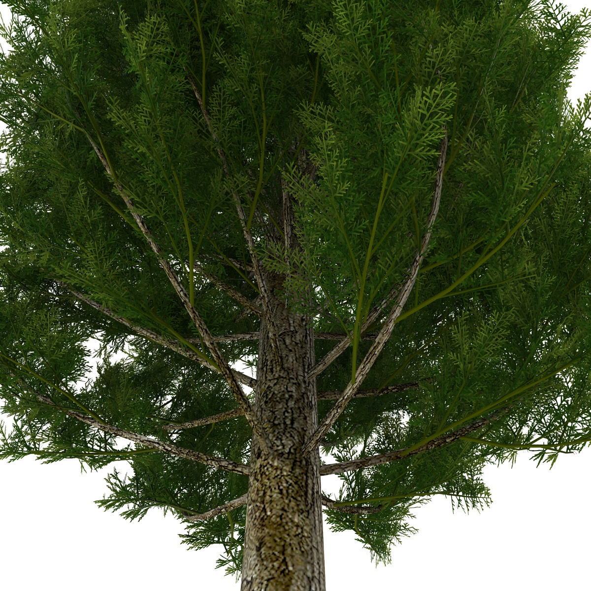 3d cypress tree
