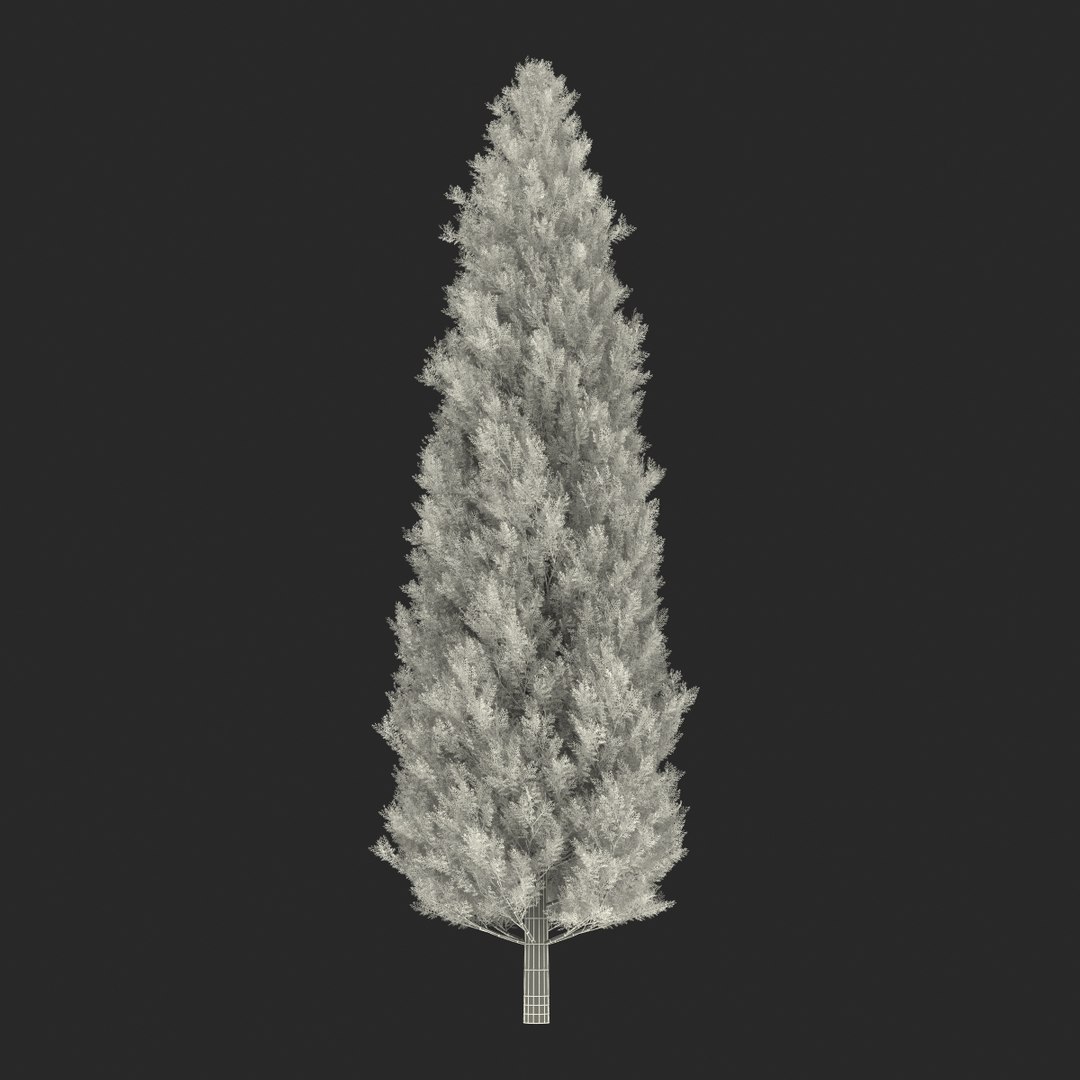 3d cypress tree