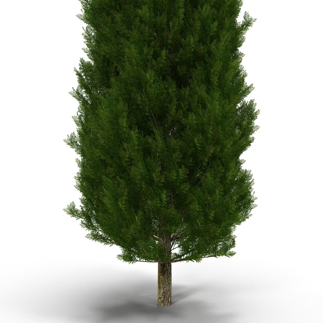 3d Cypress Tree
