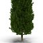 3d Cypress Tree
