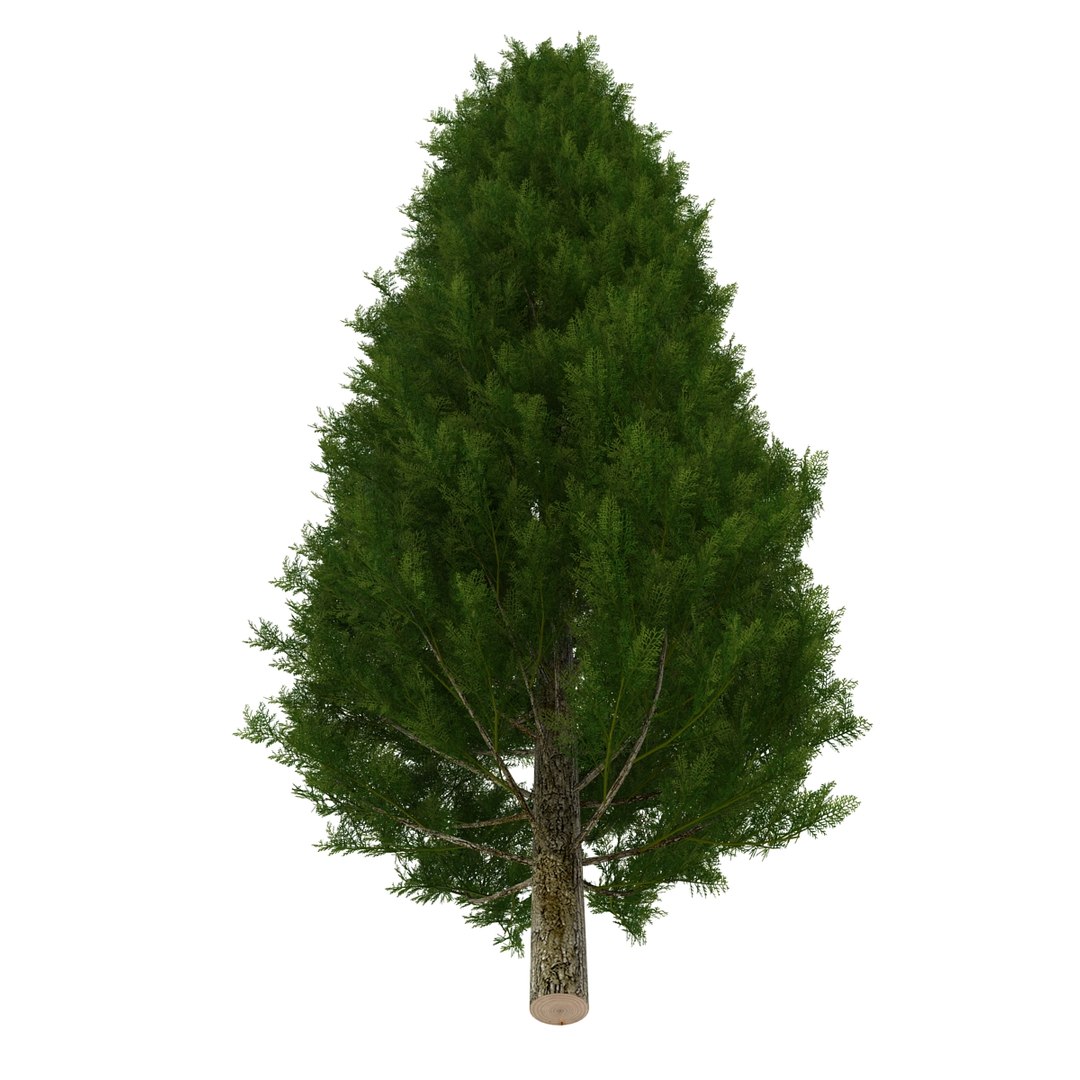 3d Cypress Tree
