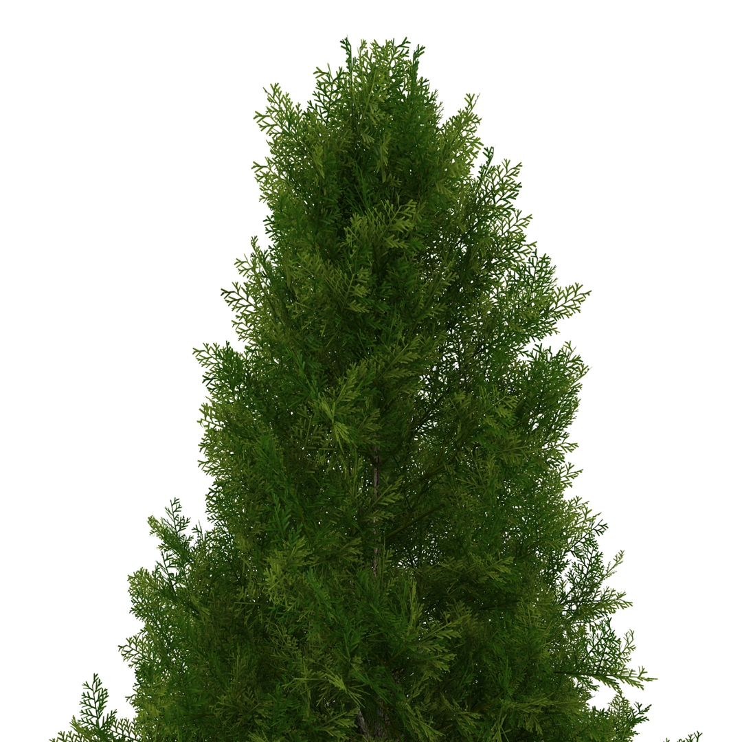 3d cypress tree