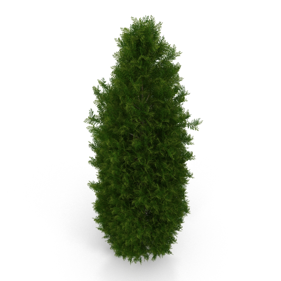 3d cypress tree