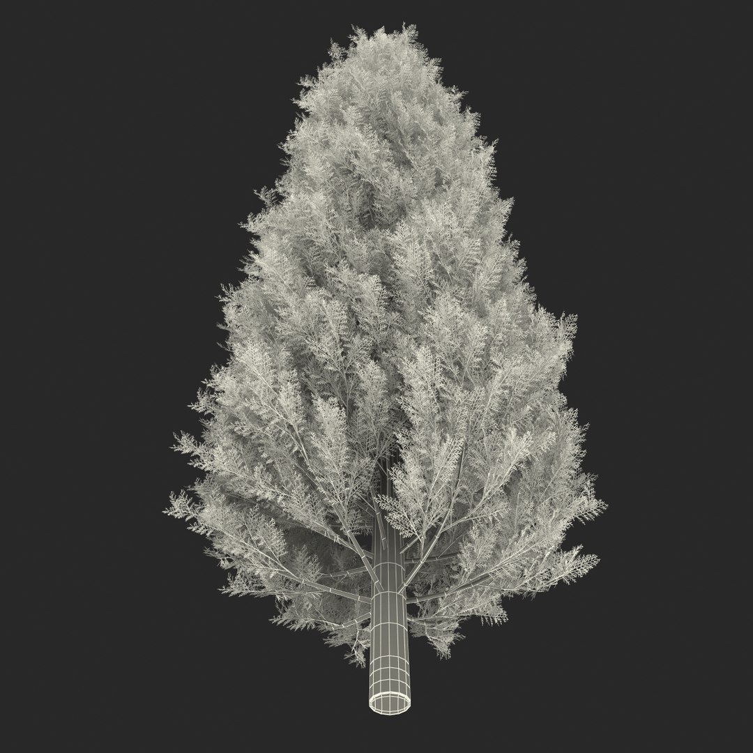 3d cypress tree
