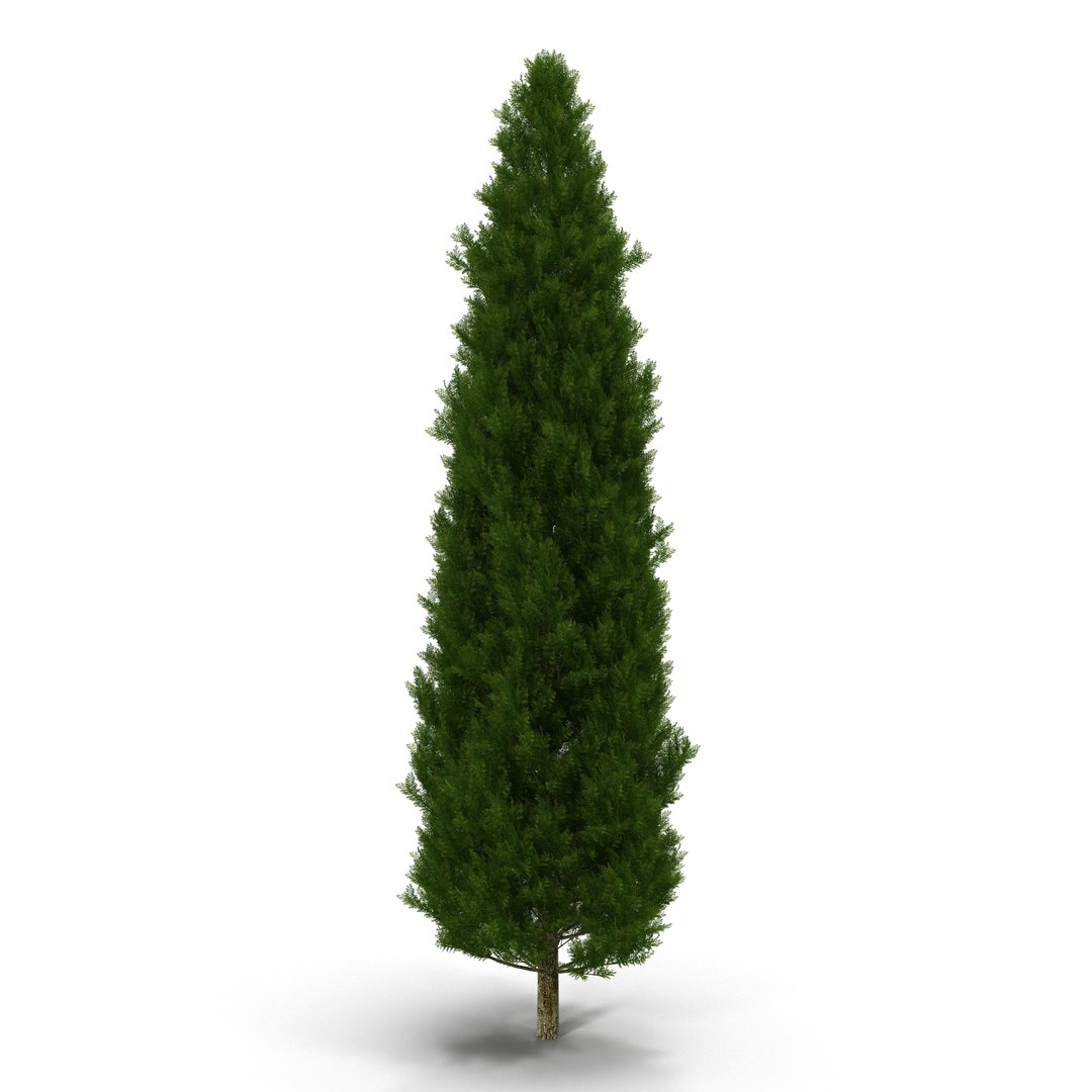 3d cypress tree
