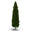 3d Cypress Tree