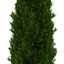 3d Cypress Tree