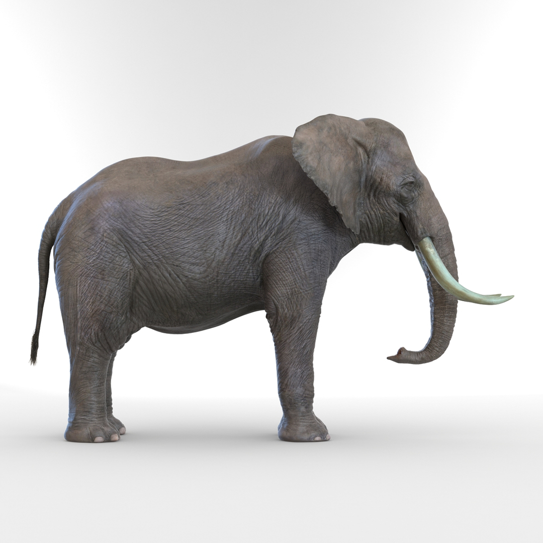 3d elephant rigged model