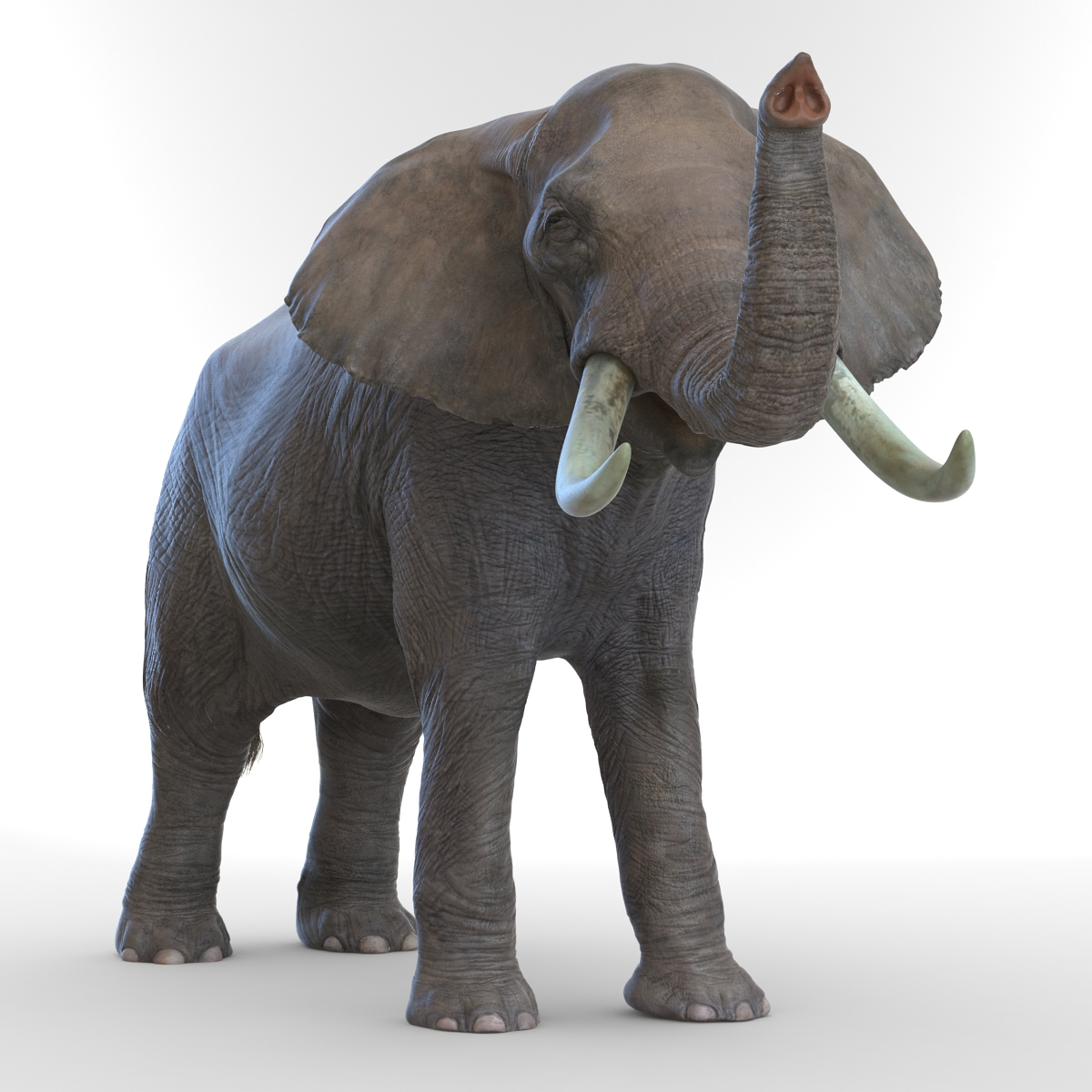 3d elephant rigged model