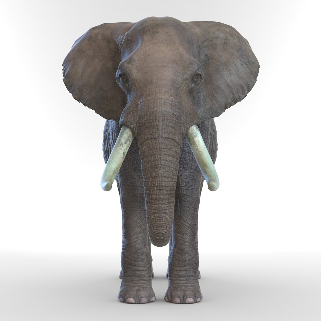 3d elephant rigged model