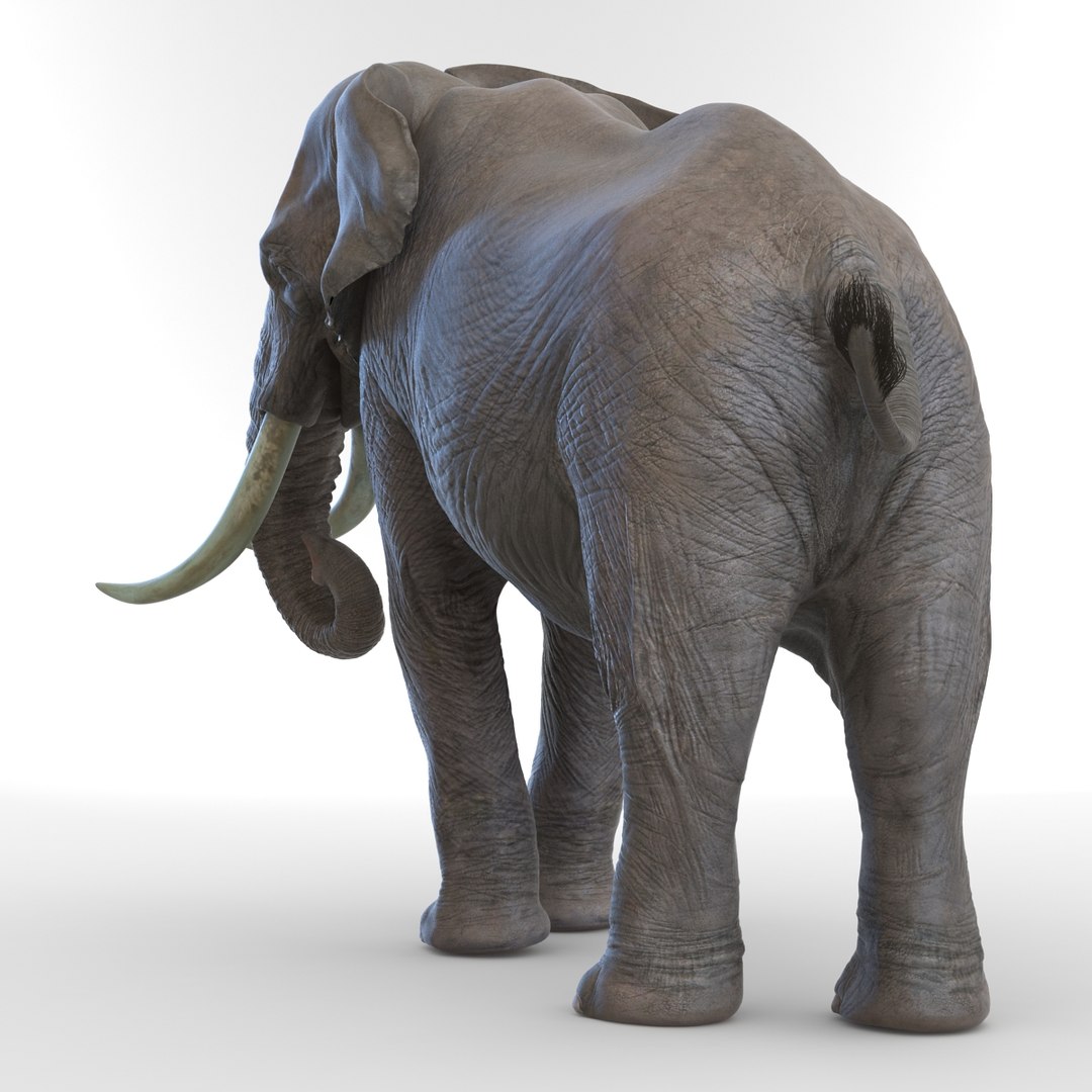 3d elephant rigged model