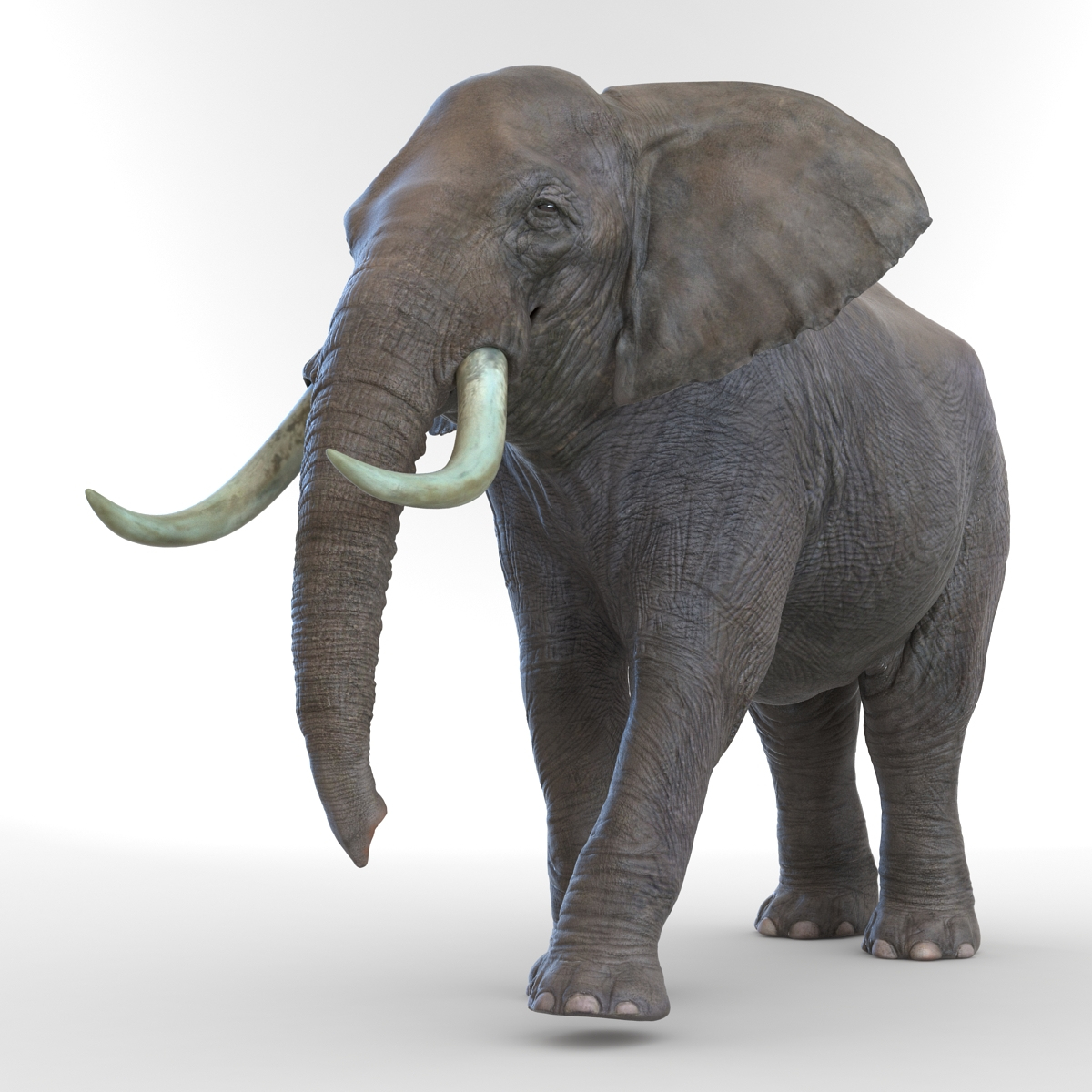 3d elephant rigged model