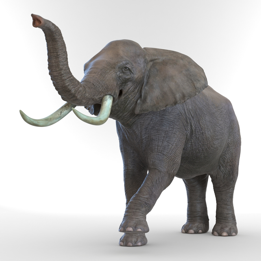 3d elephant rigged model