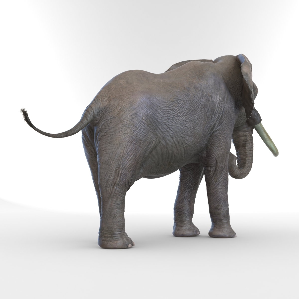 3d elephant rigged model
