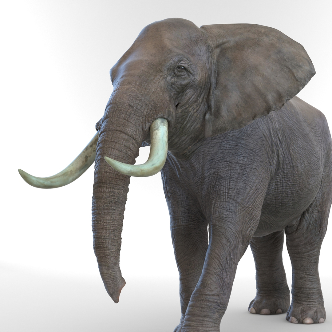 3d elephant rigged model