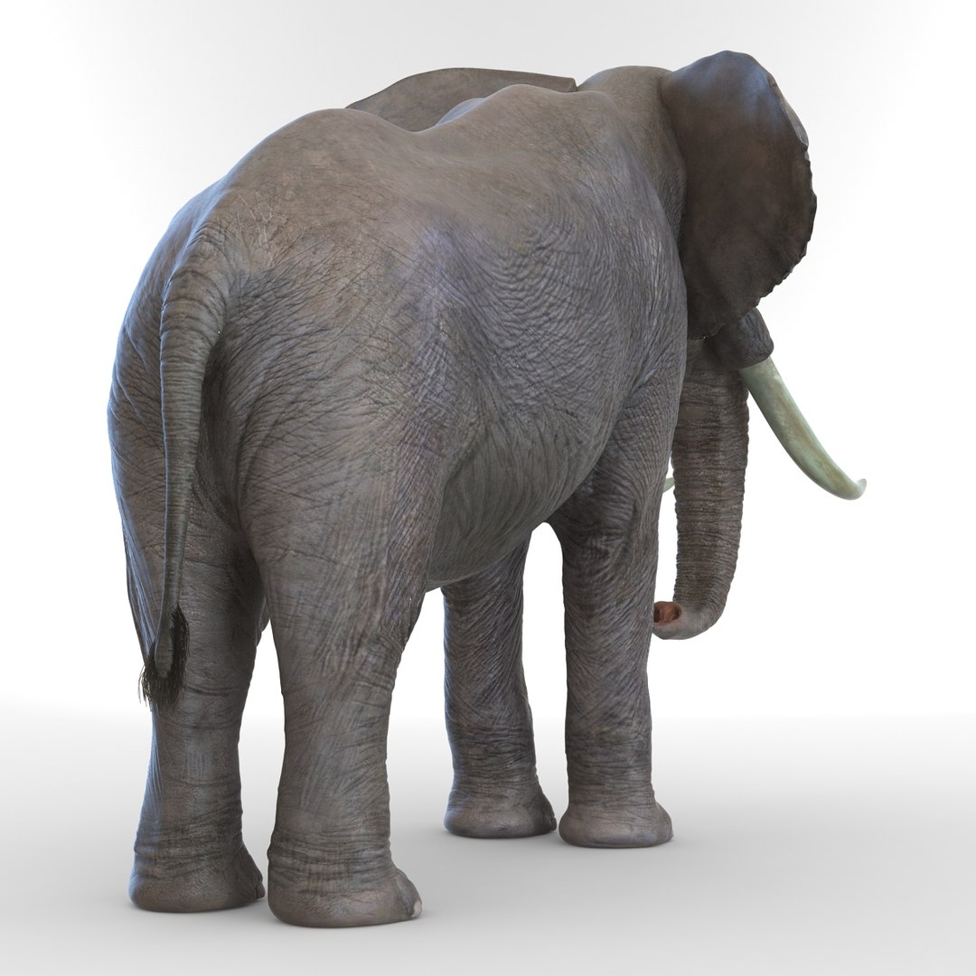 3d elephant rigged model